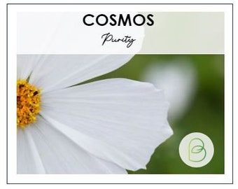 Purity Cosmos Seeds Cosmos Bipinnatus Non-gmo Flower Seeds Seed Store ...