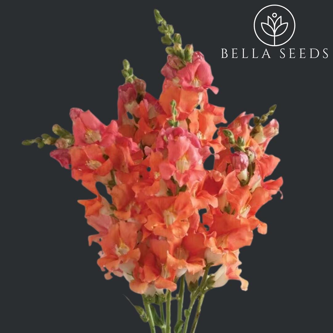 Snapdragon Chantilly Bronze White Throat Seeds - Etsy