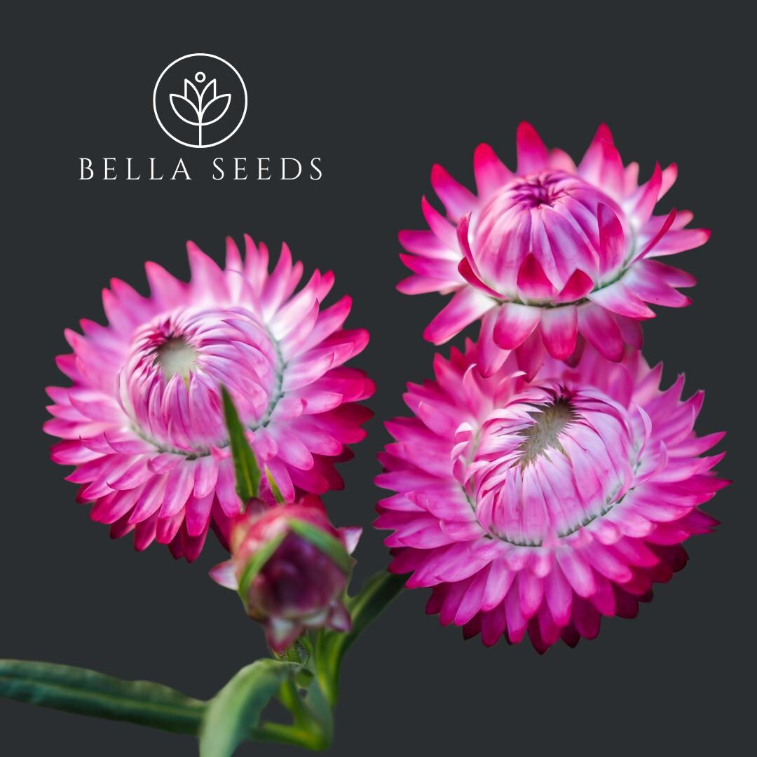 Strawflower King Size Bright Rose Seeds, 50 Seeds - Etsy