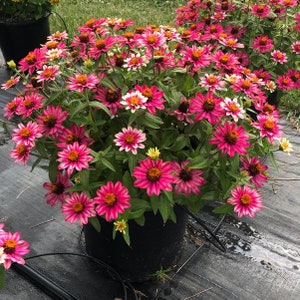 Zinnia Profusion Cherry Bicolor 10 Seeds, Pollinator Plant, Landscape ...
