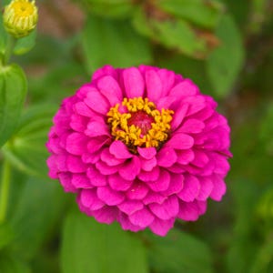 Beginner Cut Flower Garden Design Plan: Easy Grow Pollinator Garden ...