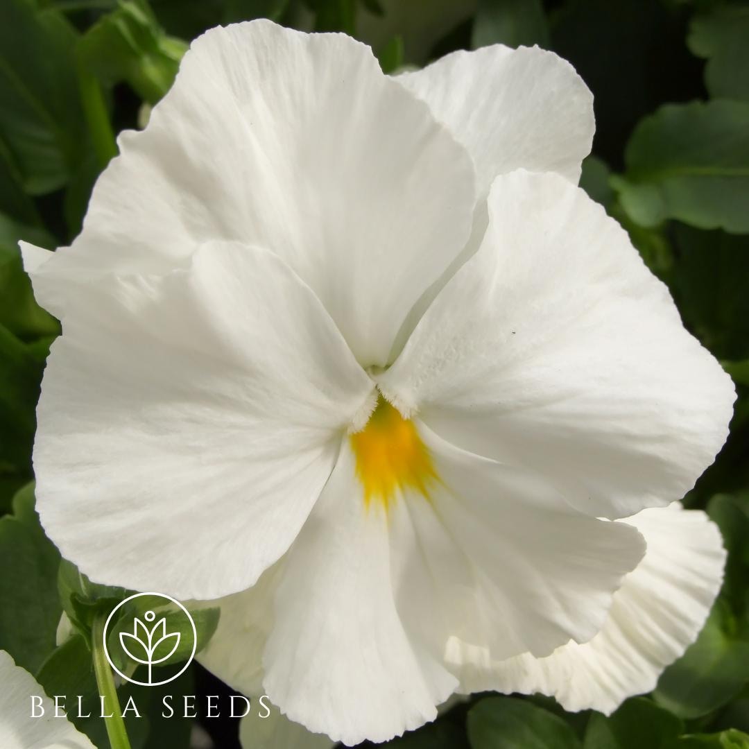 Viola, Perfection White 25+ Seeds - Etsy