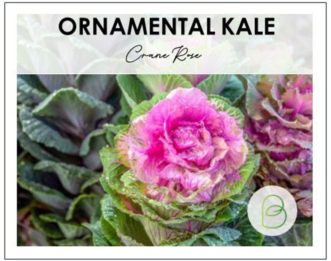 Crane Rose Flowering Ornamental Kale Seeds - Etsy