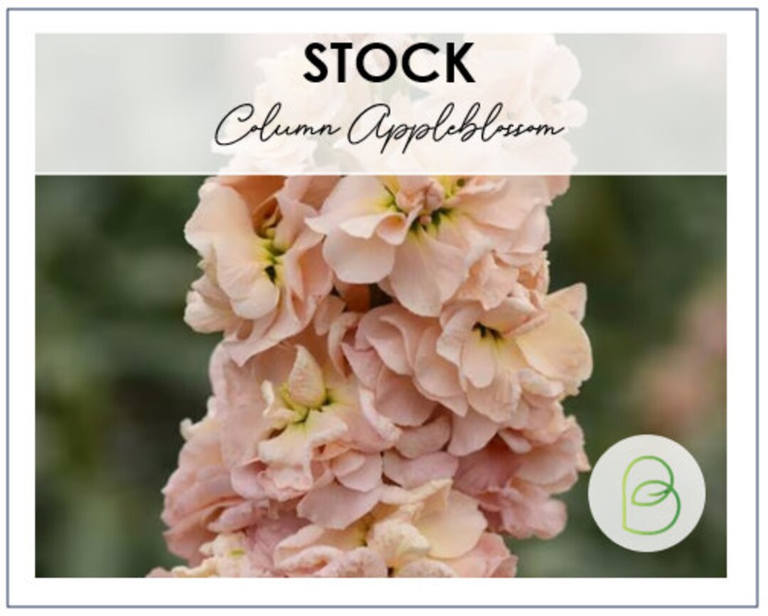 Stock Column Appleblossom 25 Seeds, Stock Matthiola - Etsy