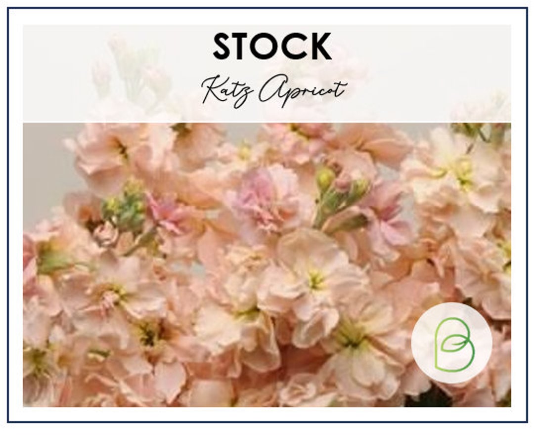 Stock Katz Apricot 10+ Seeds, Stock Matthiola - Etsy