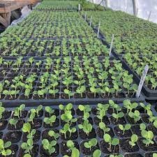 Stock Katz Hi Double White 10+ Seeds, Stock Matthiola - Etsy