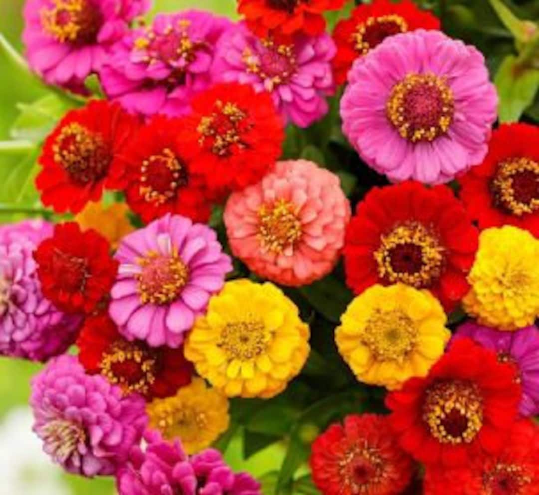 Zinnia Button Box Mix 25 Seeds Dwarf Zinnia - Etsy