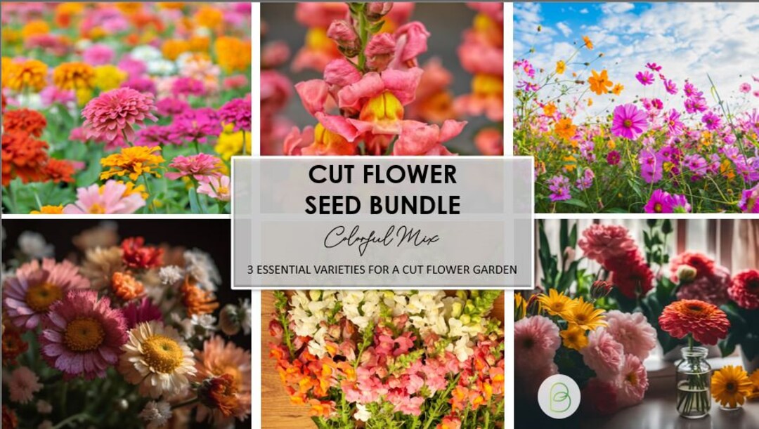 Colorful Cut Flower Seed Bundle, Colorful Mix, 200+ Seeds, Cosmos ...