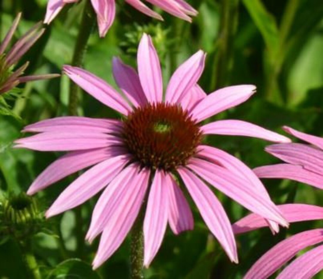 Tennessee Coneflower Echinacea 10 Seeds - Etsy