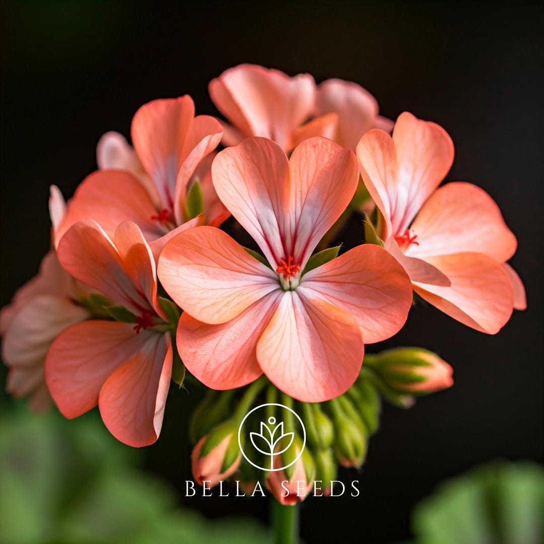 Geranium Bullseye Salmon Seeds || Annual Flower Seeds || Pelargonium X ...