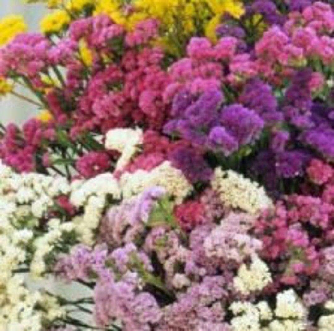 Statice Forever Mix 25 Seeds - Etsy