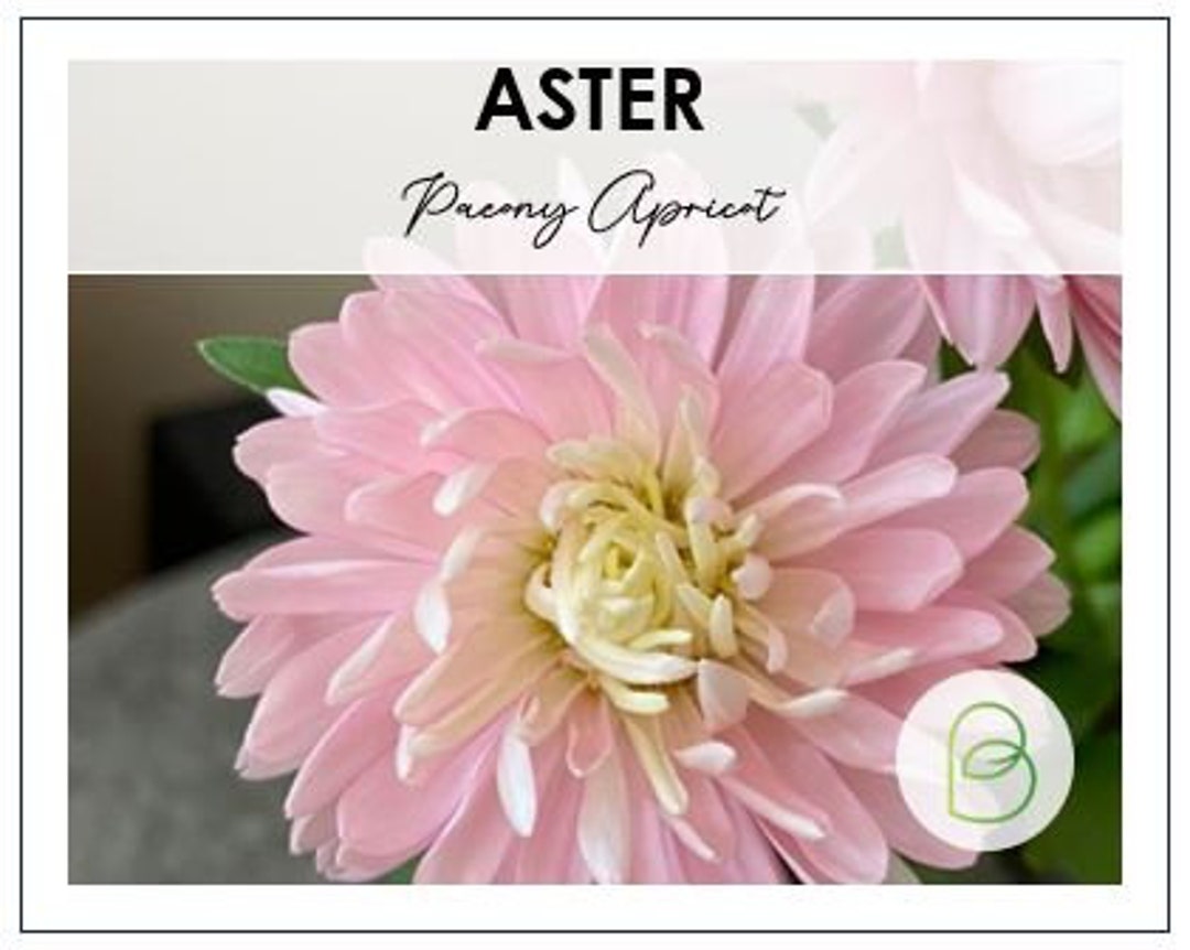 Aster Paeony Apricot 125 Seeds, Duchess Aster Seeds, Peony Aster Seeds ...