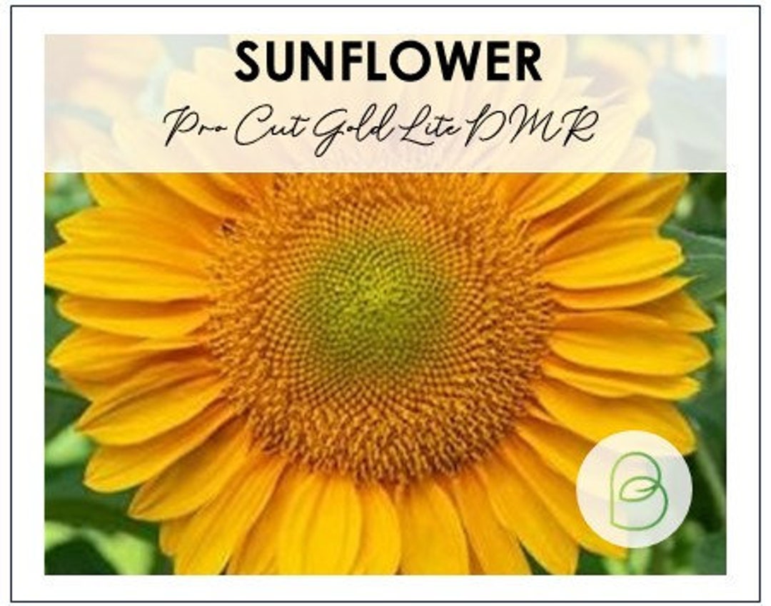 Procut Gold Lite DMR Sunflower 10 Seeds, F1 Seeds, Hybrid Sunflower for ...
