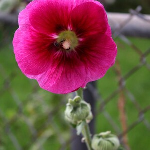 Alcea Rosea, Hollyhock Indian Spring 25 Seeds - Etsy