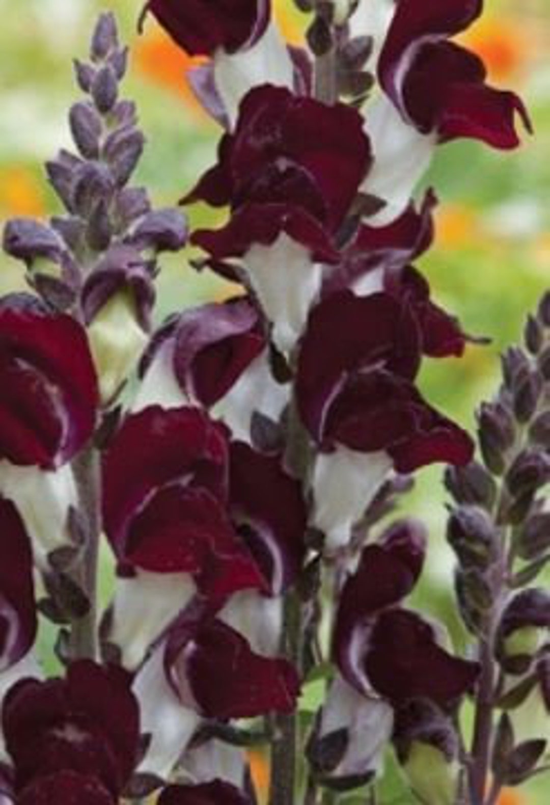 Snapdragon Night and Day Seeds - Etsy
