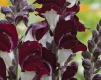 50 Night and Day Snapdragon Seeds Organic Antirrhinum Majus - Etsy