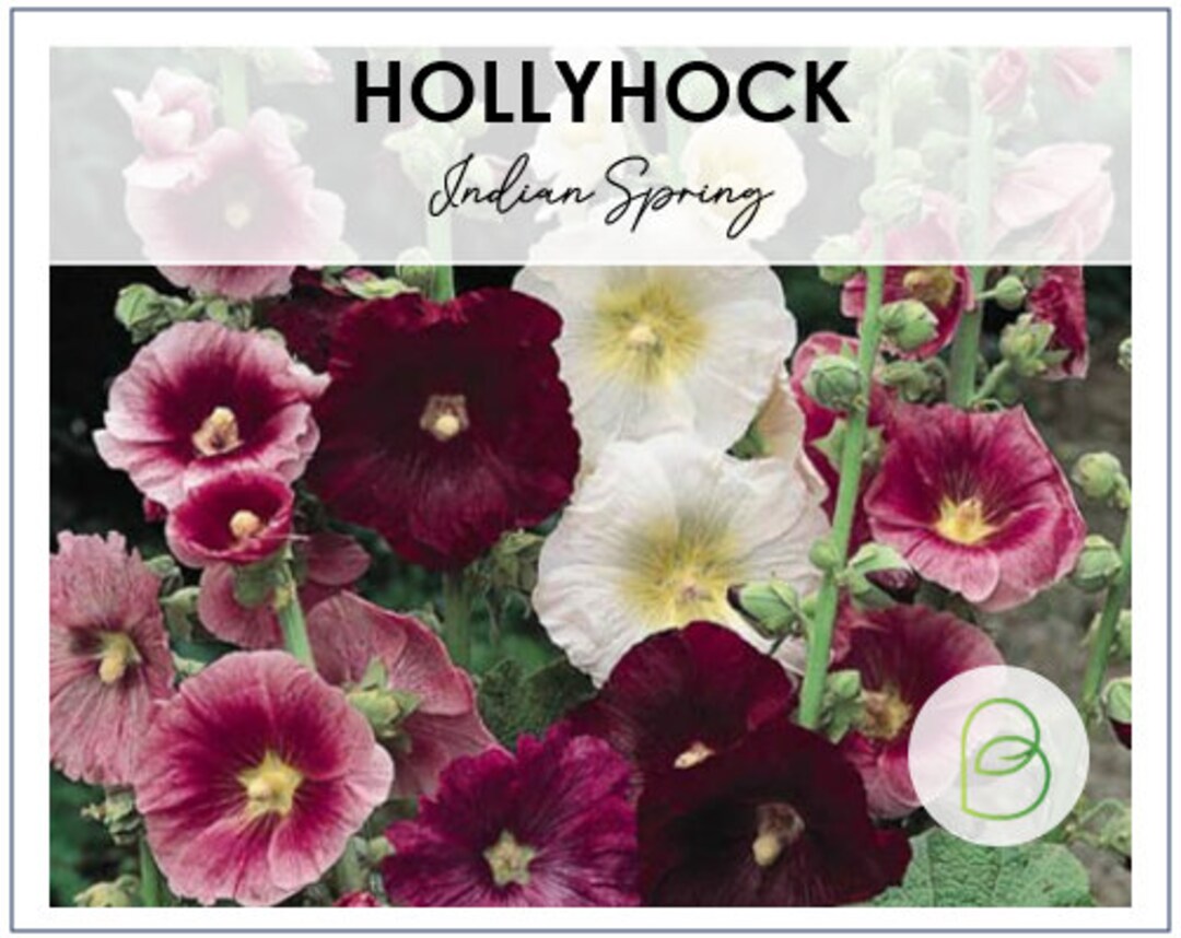Alcea Rosea, Hollyhock Indian Spring 25 Seeds - Etsy
