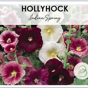 Alcea Rosea, Hollyhock Indian Spring 25 Seeds - Etsy