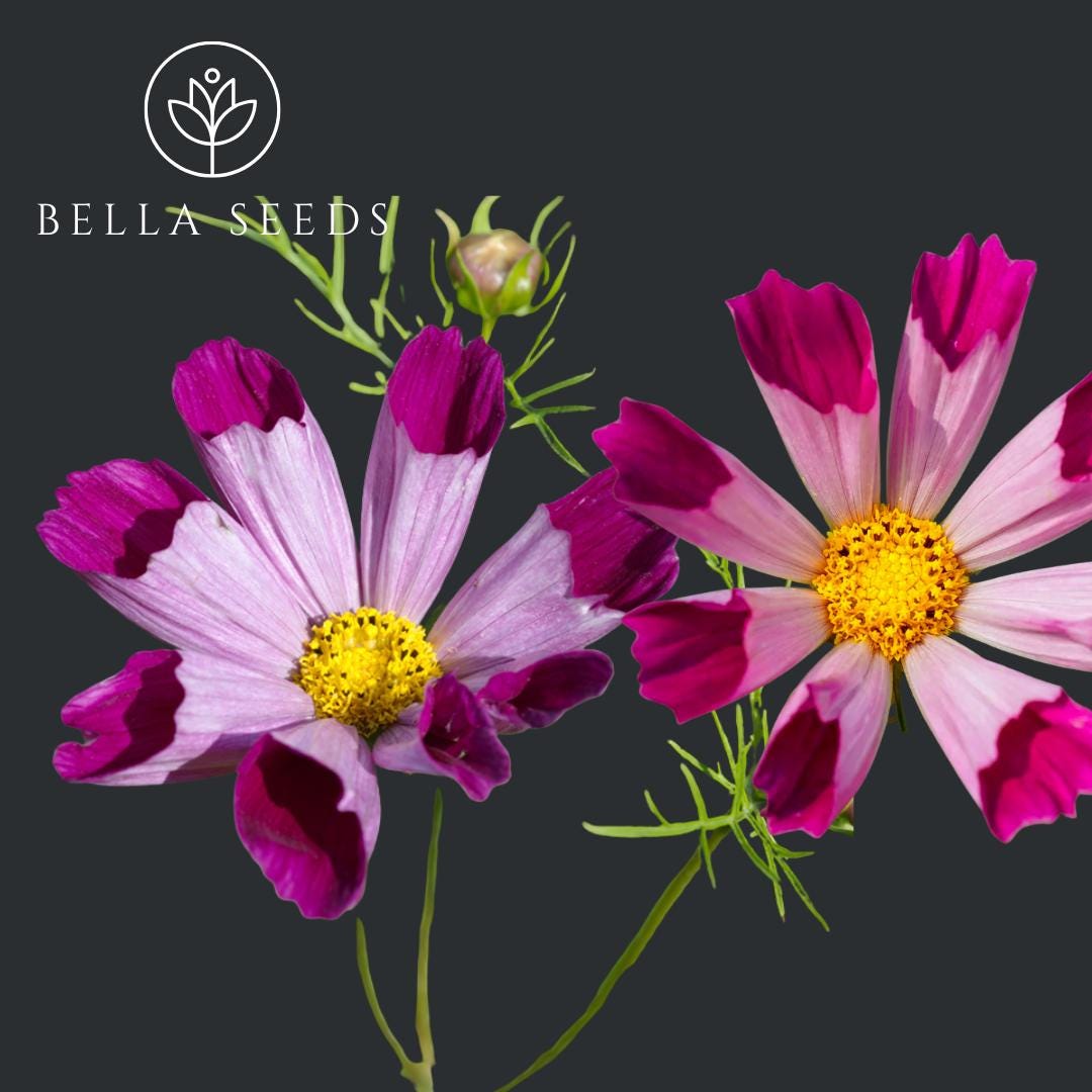 Cosmos Pied Piper Red 25 Seeds, Cosmos Bipinnatus, Cut Flowers, Annual ...