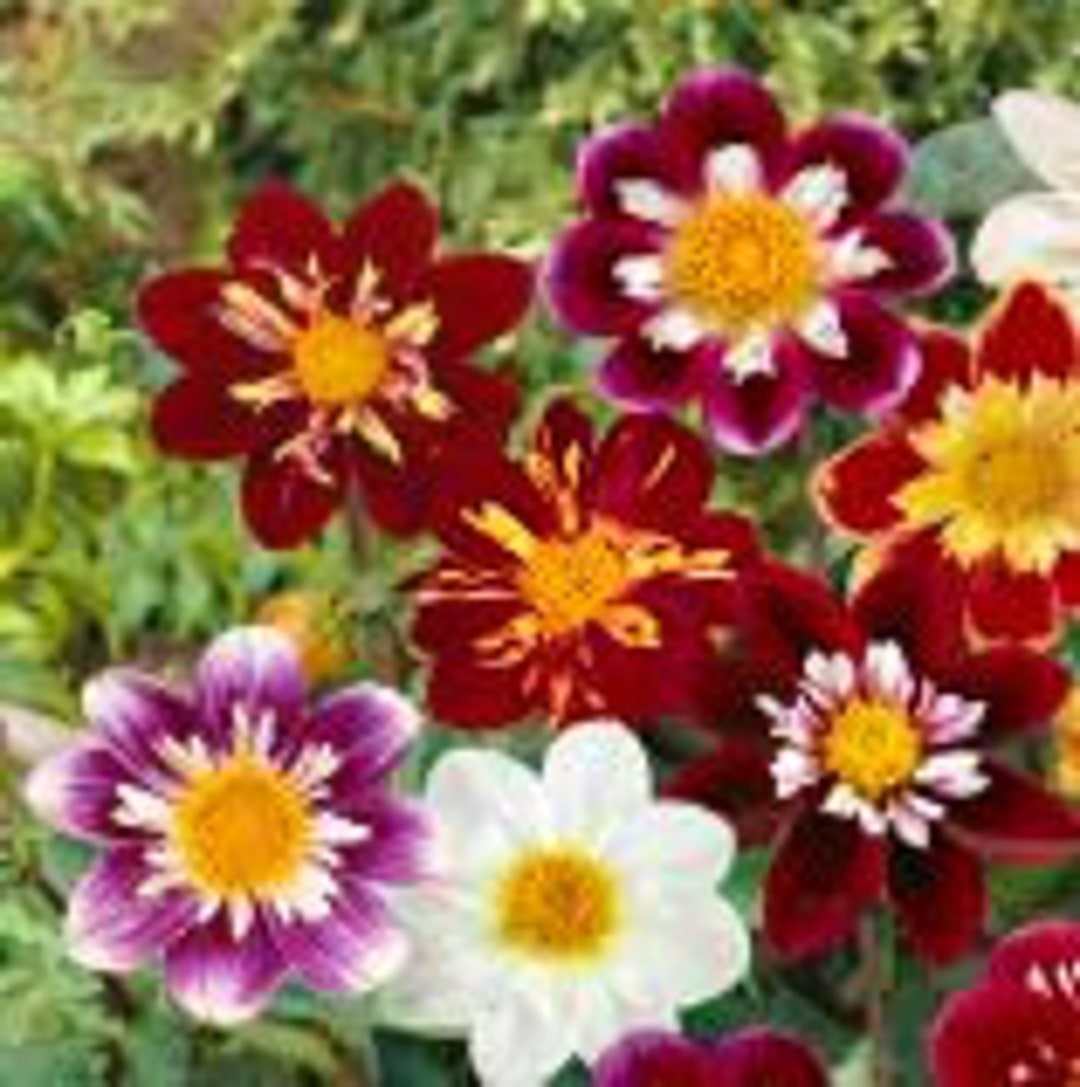 Dahlia Dandy Improved Mix 25 Seeds - Etsy