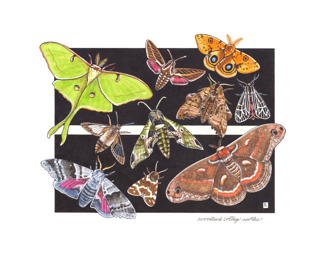 Moths Illustration · Woodland Nature Painting · Botanical Insect Art ...