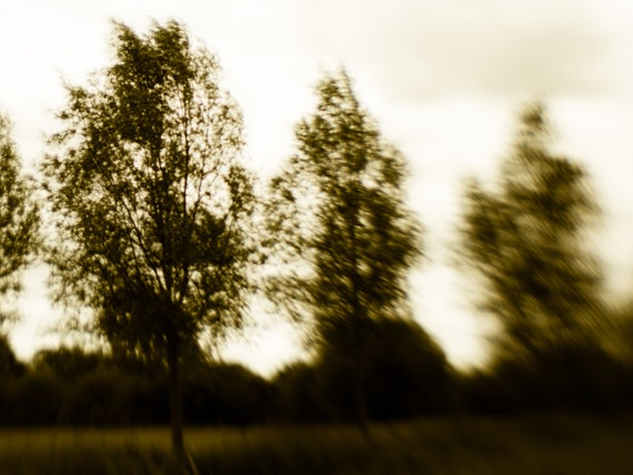 Three Trees Fine Art Baryta Print | Etsy