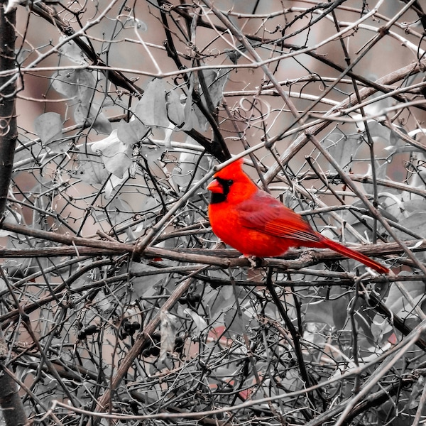 Red Cardinal - Etsy