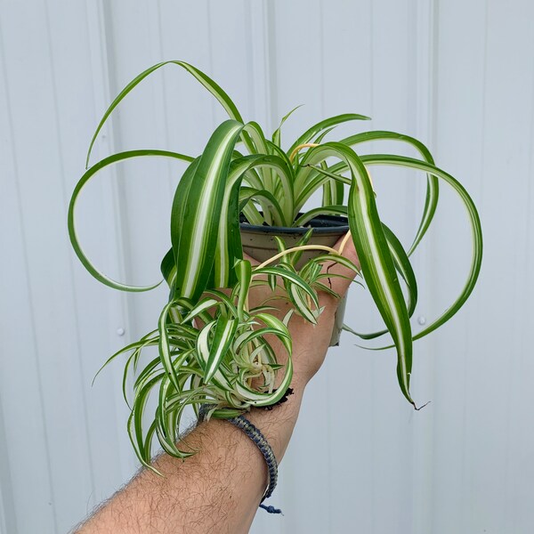 Curly Spider Plant - Etsy