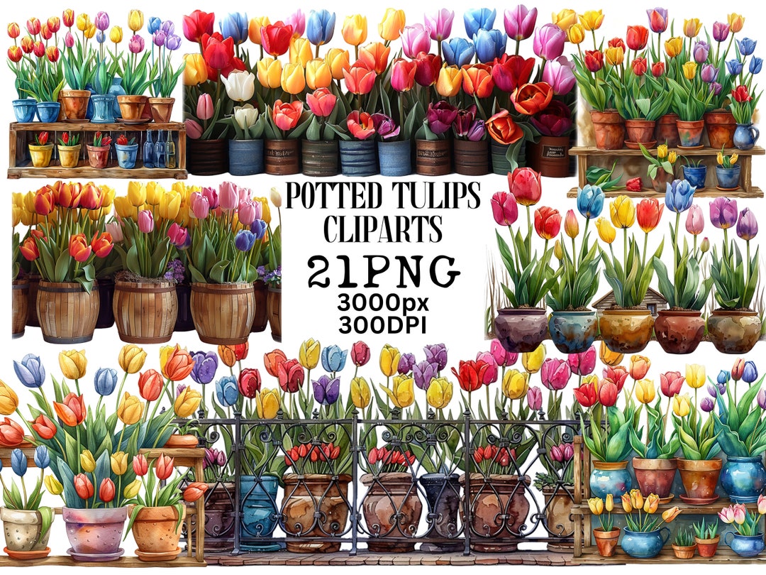 Potted Tulip Cliparts, Beautiful Potted Tulips Cliparts, Beautiful ...