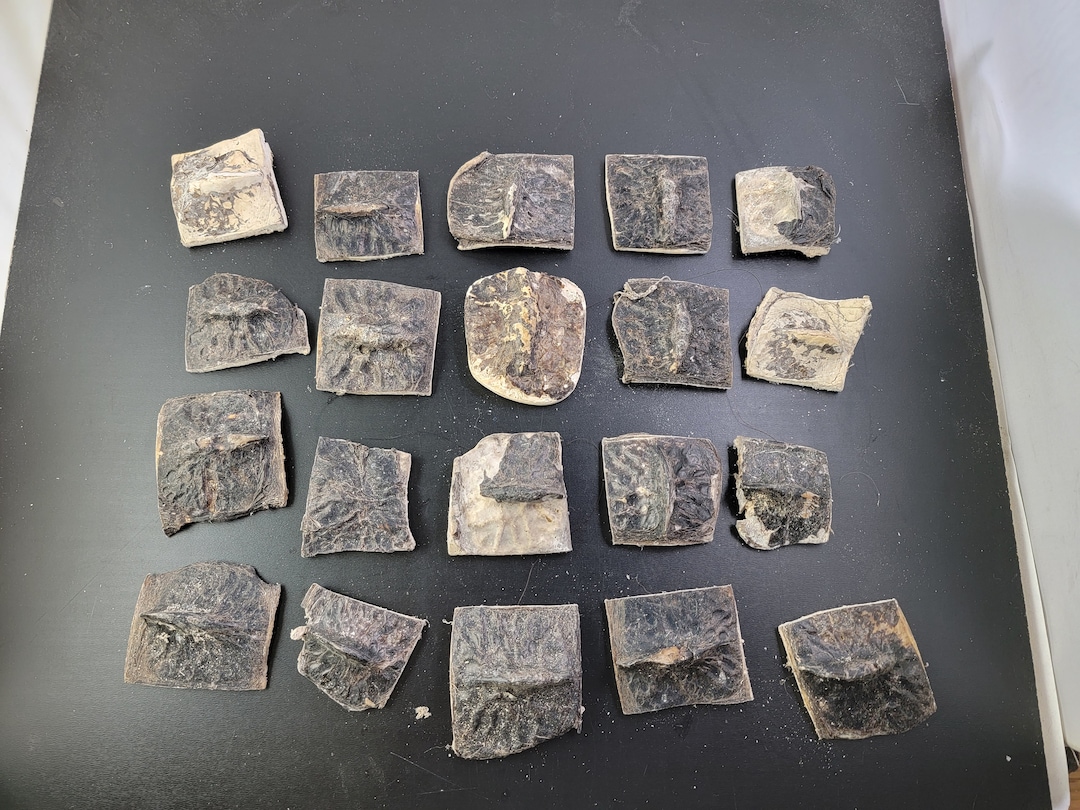 Real Natural Alligator Scutes Gator Osteoderms Alligator Back - Etsy