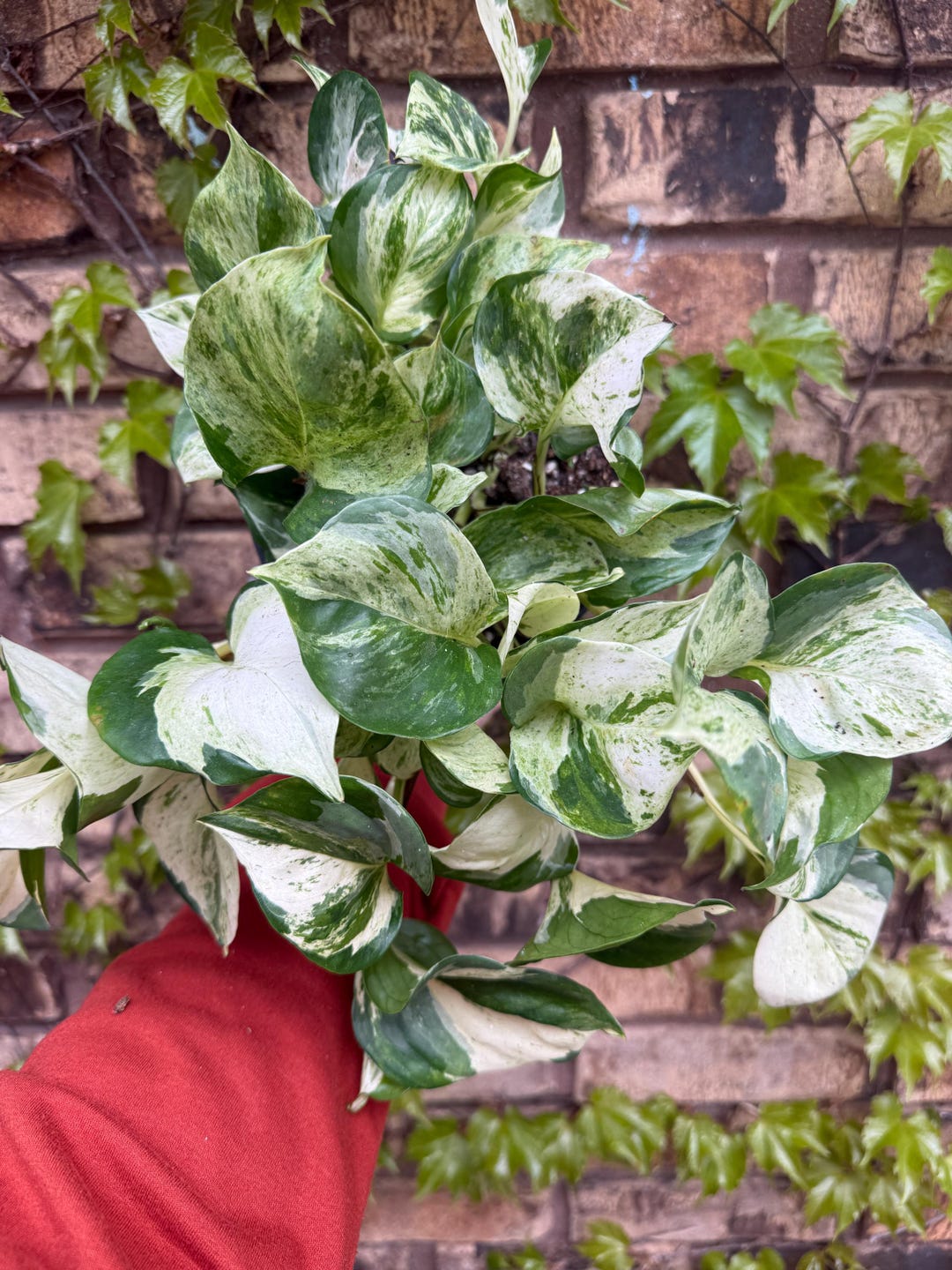 Manjula Pothos 6” Pot EXACT PLANT - Etsy