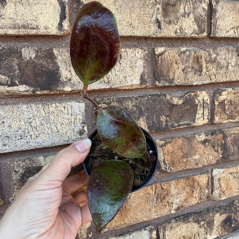 Hoya Rope Plant - Etsy