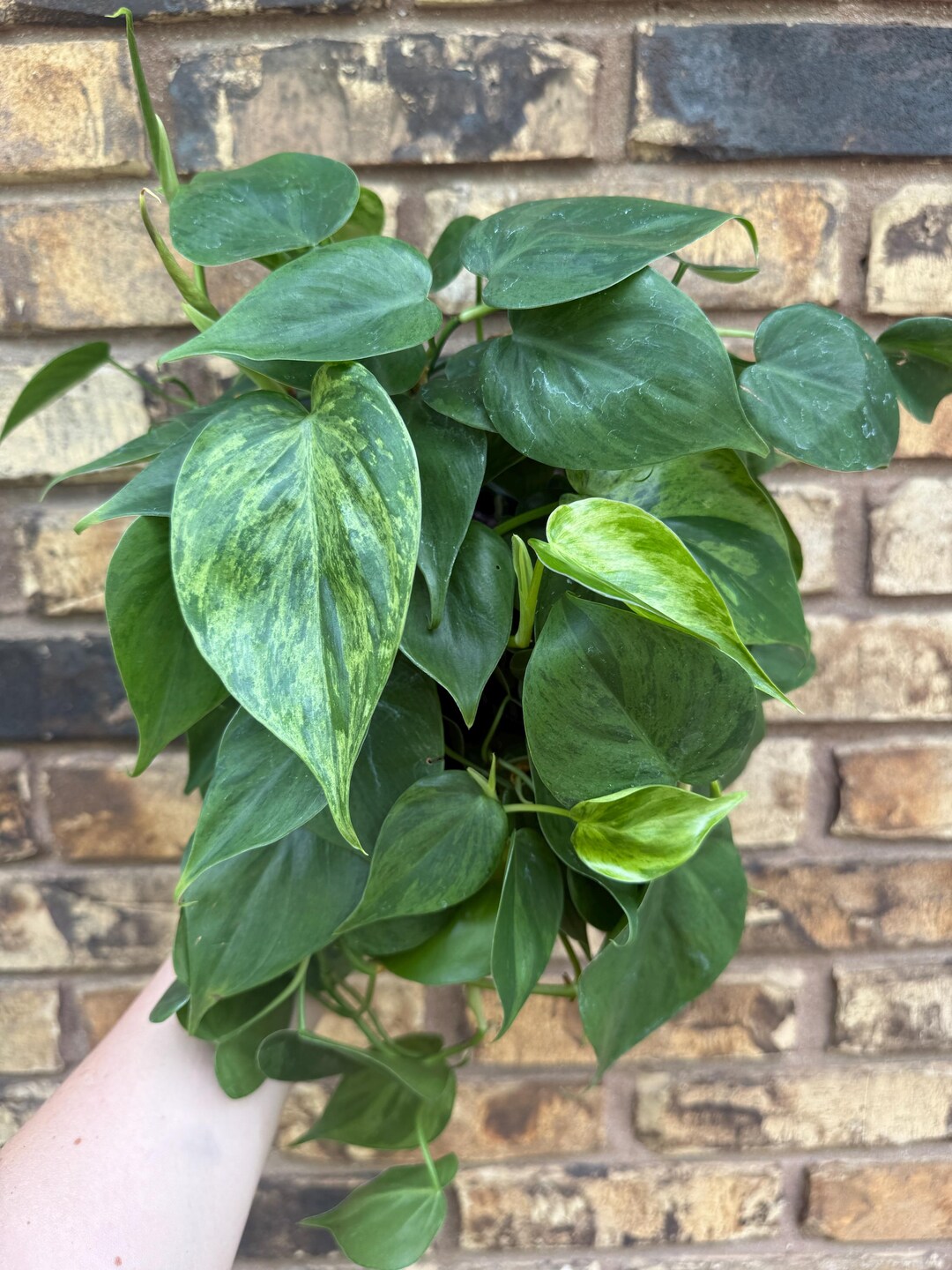 Variegated Heartleaf Philodendron 6” Pot EXACT PLANT - Etsy