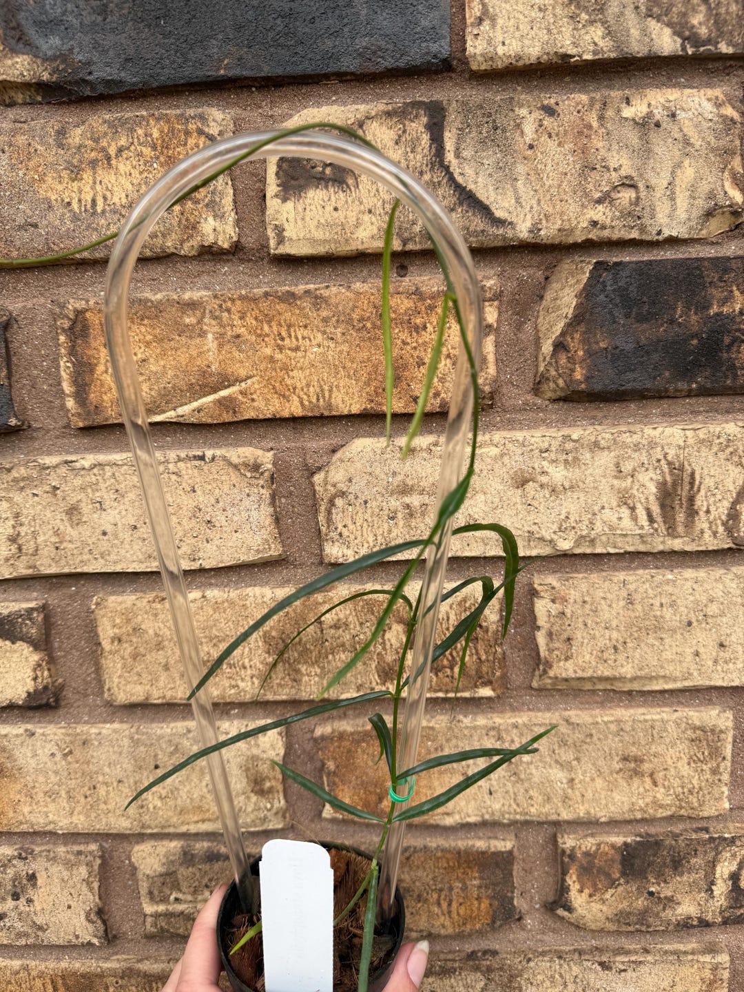 Hoya Stenophylla 2” Pot EXACT PLANT - Etsy