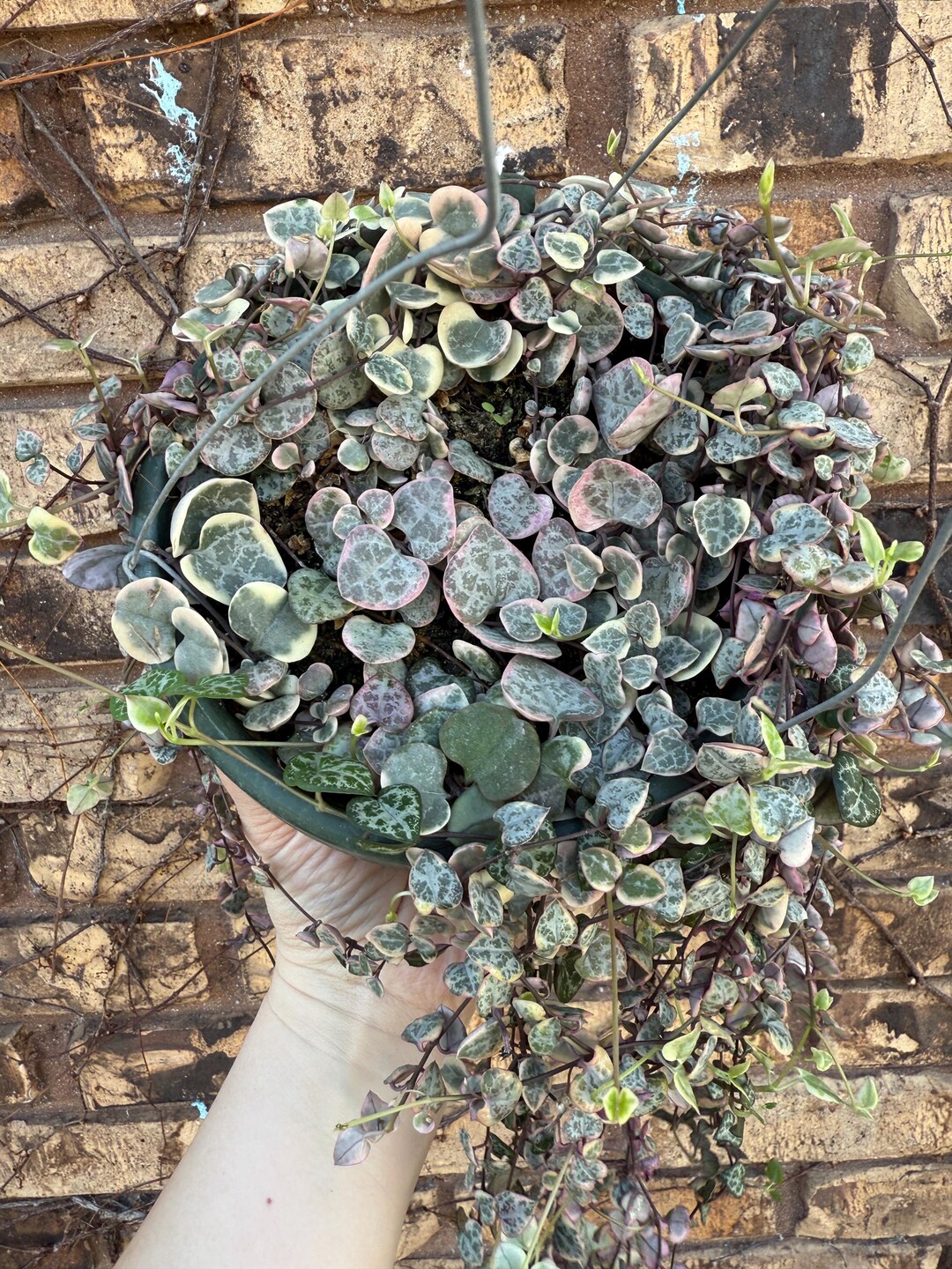 Variegated String of Hearts 6” EXACT PLANT - Etsy
