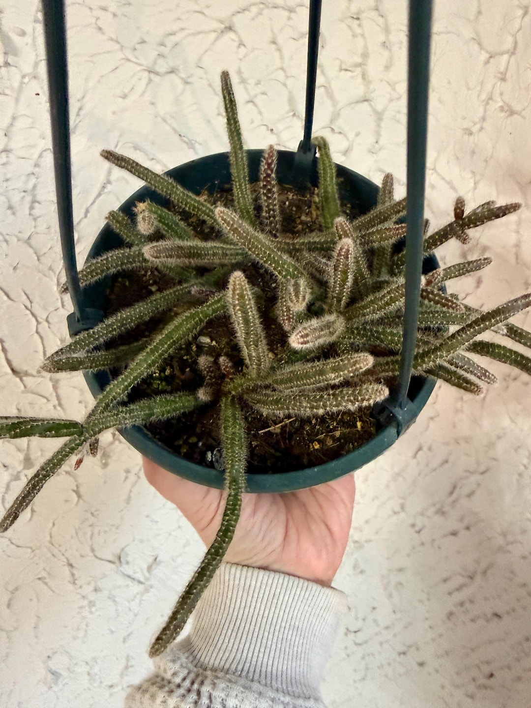 Hoya Rhipsalis Mousetail Cactus 6” Pot EXACT PLANT 471 - Etsy