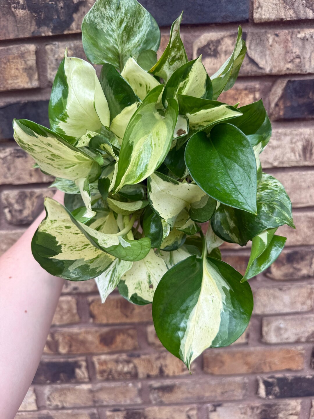 Manjula Pothos 6” Pot EXACT PLANT - Etsy