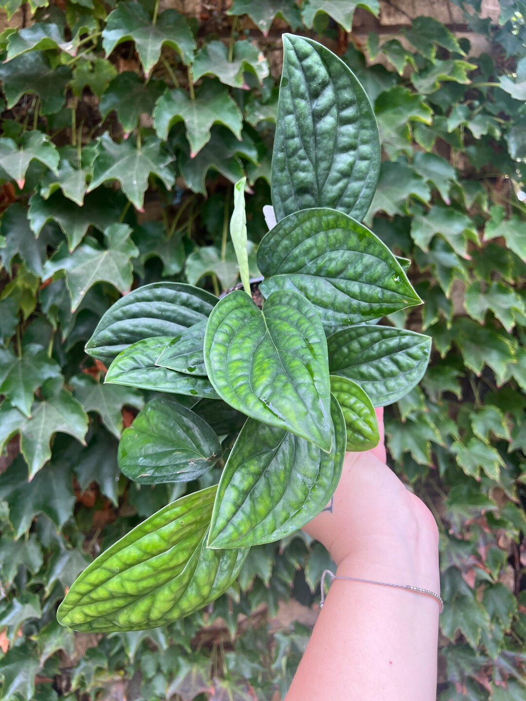 Monstera Peru Full 4 Pot EXACT PLANT - Etsy