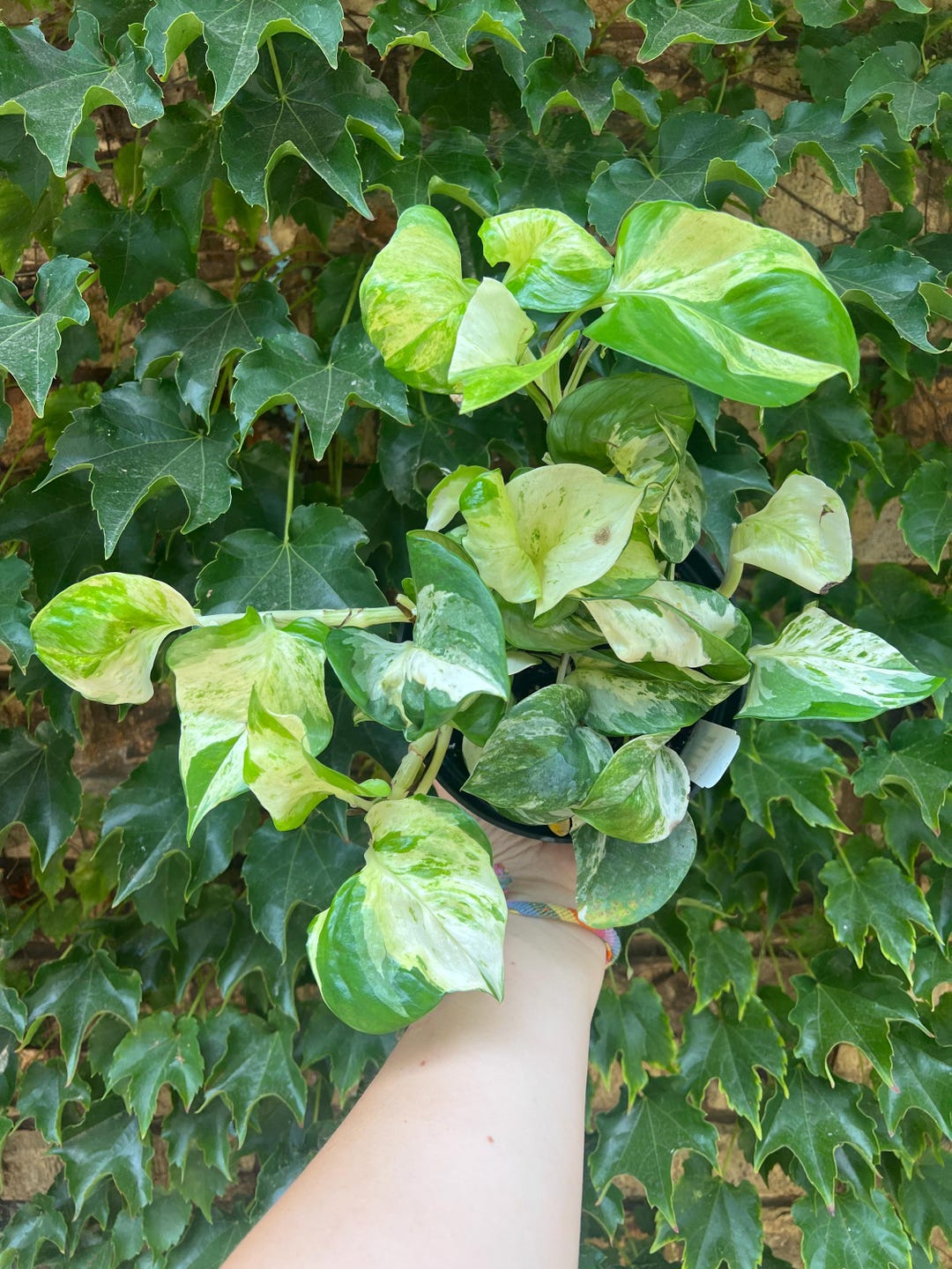 Manjula Pothos 6 Pot EXACT PLANT - Etsy