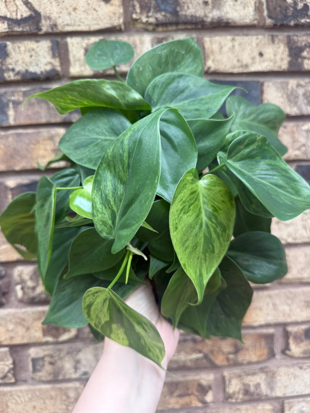 Variegated Heartleaf Philodendron 6” Pot EXACT PLANT - Etsy