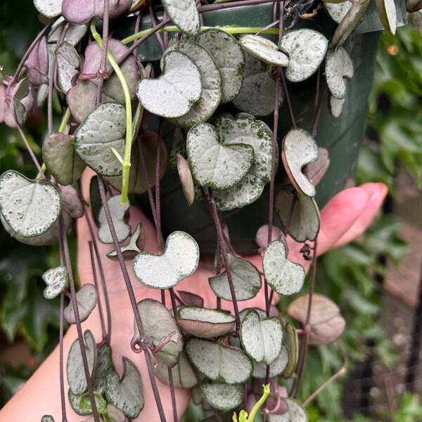 Silver Glory String of Hearts - Etsy