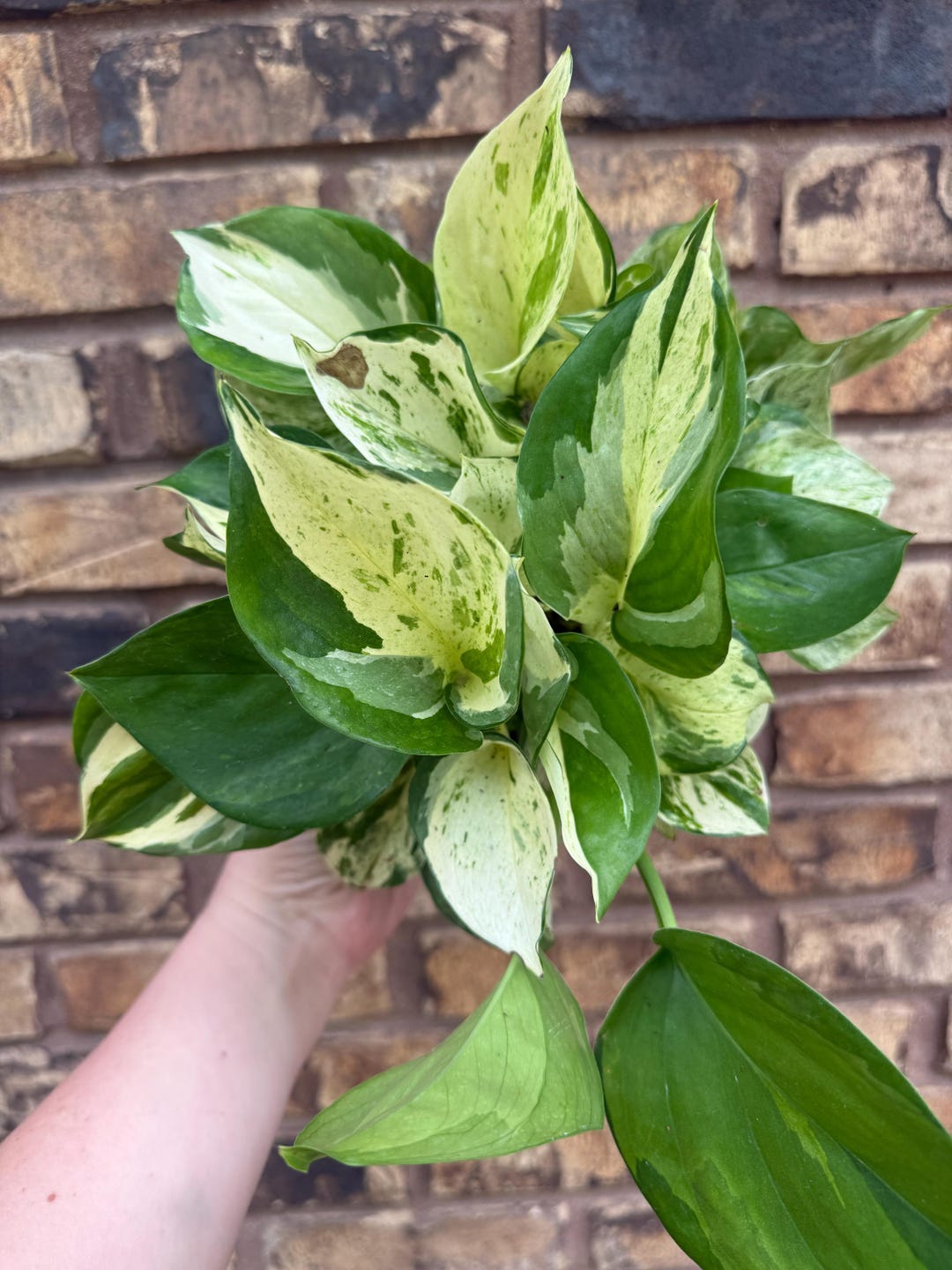 Manjula Pothos 6” Pot EXACT PLANT - Etsy