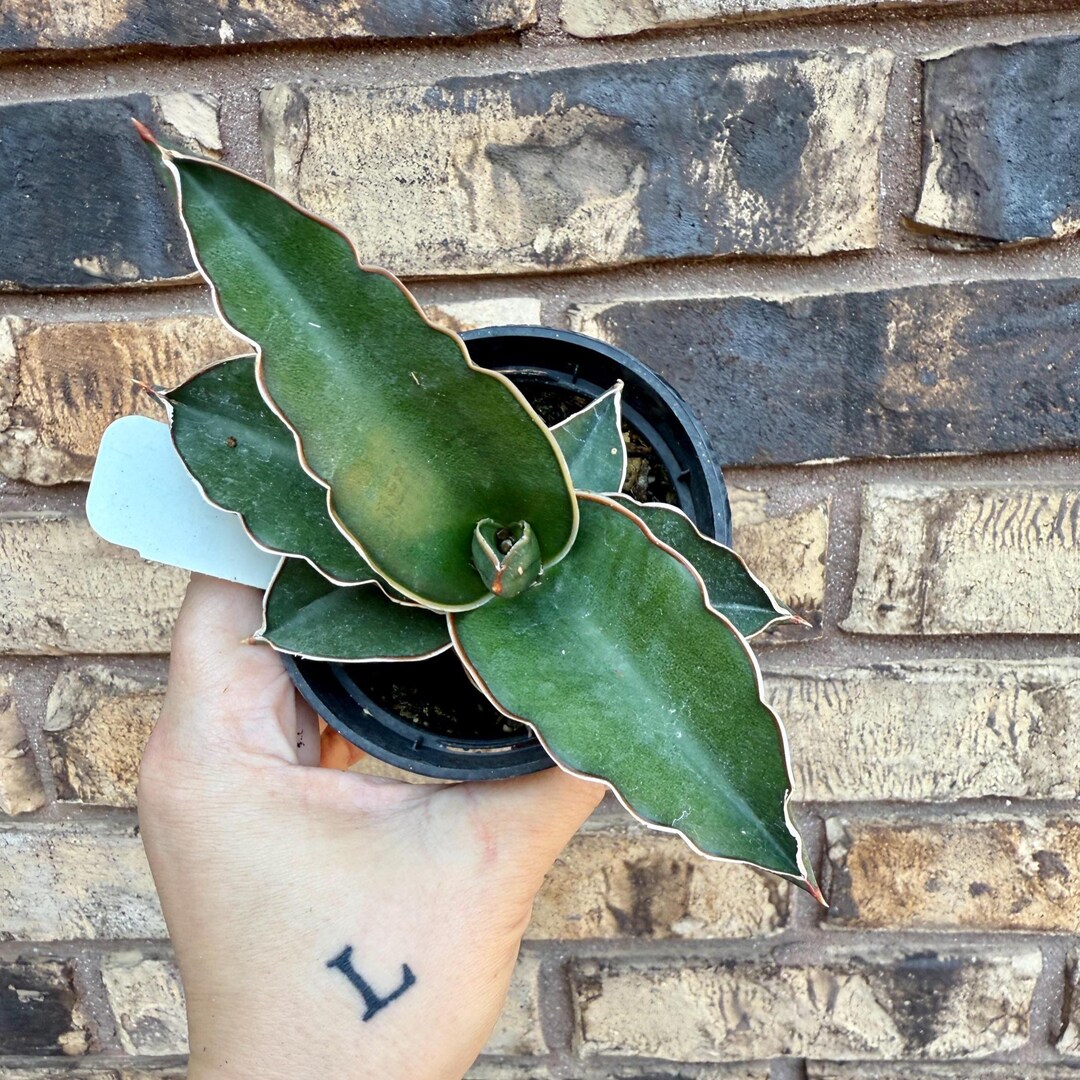 Sansevieria Samurai 3" EXACT PLANT - Etsy