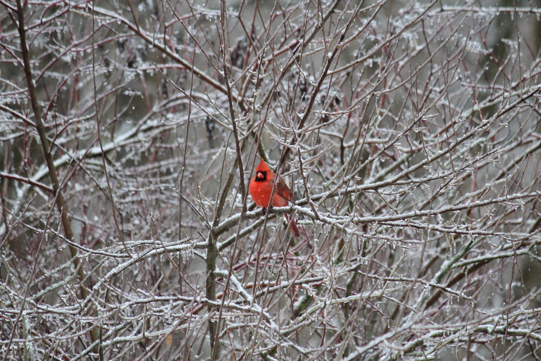 Cardinal in Winter Photo - Etsy