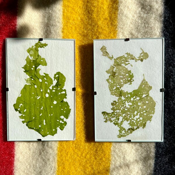 Pressed Seaweed Art - Etsy