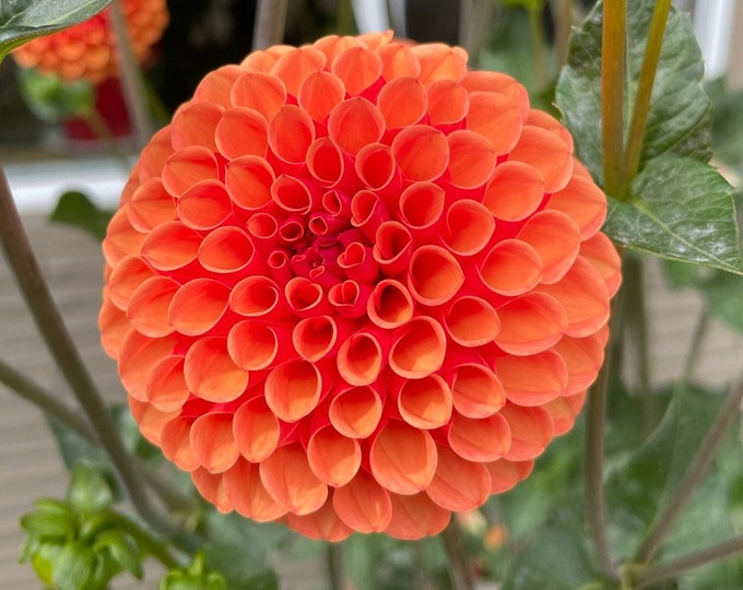 Dahlia Tuber - Valley Rust Bucket- Bronze / Coral Ball Dahlia - Etsy