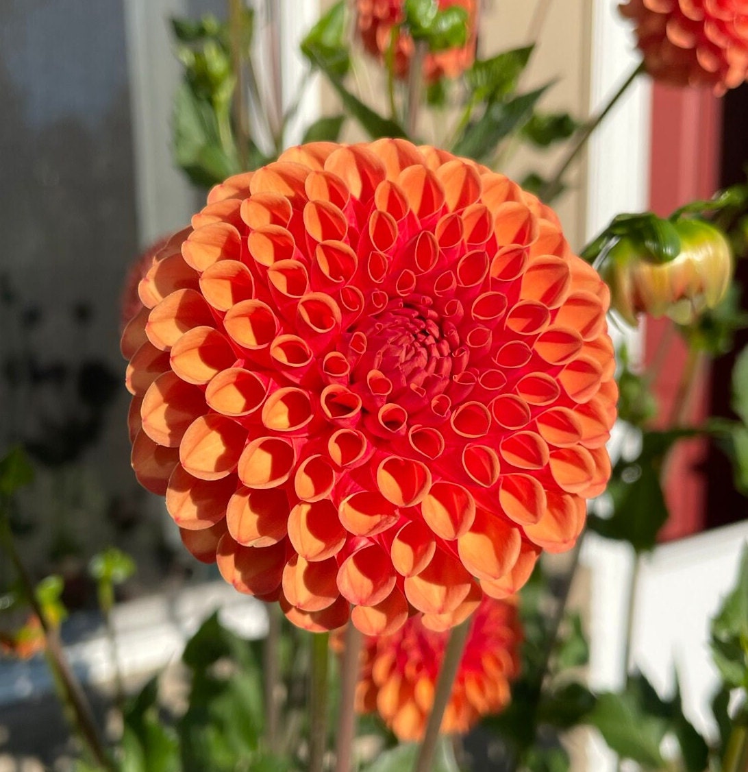 Dahlia Tuber Valley Rust Bucket Bronze / Coral Ball Dahlia - Etsy
