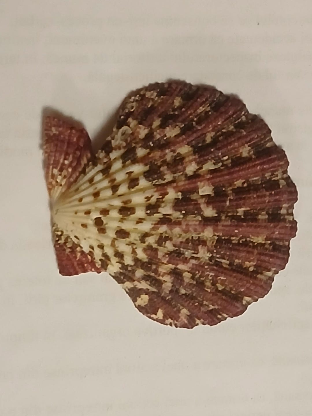 Pecten Pallium Scallop Half ..shells Craft, Sea Shells Decor Home. 3 ...