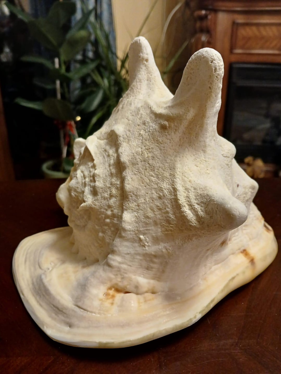 Horned Helmet Shells, Cassis Cornuta, Large Natural Conch Shell ...