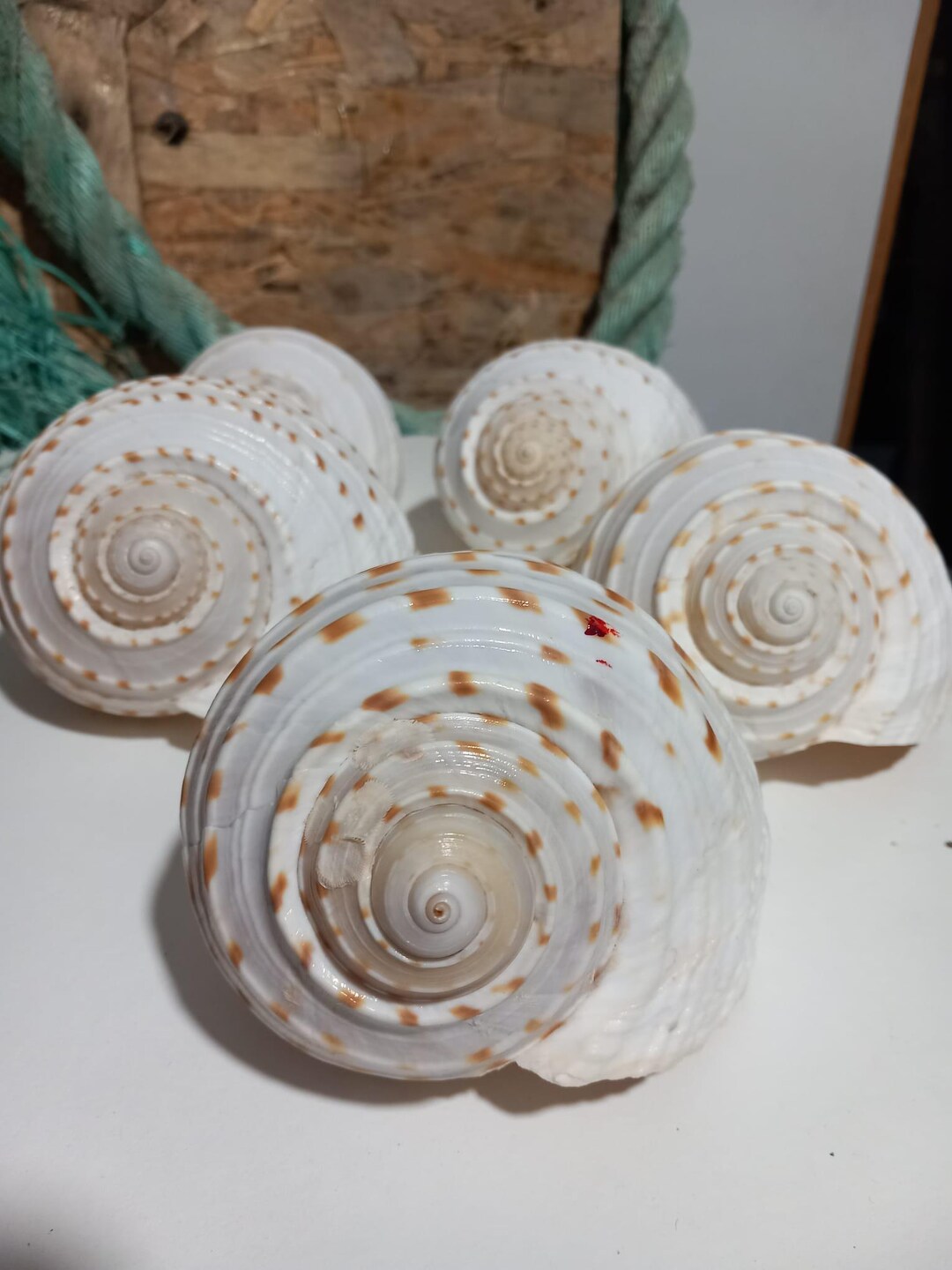 Sea Shells Tesselata,sea Shells Decor.tonna Tesselata Shells,craft ...